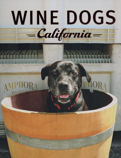 Shop Amphora Winery | Vinoshipper